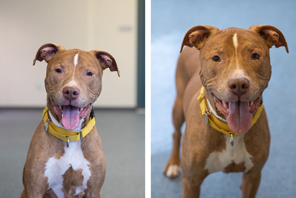 Could Kingsly Be the King of Your Castle? | ASPCA