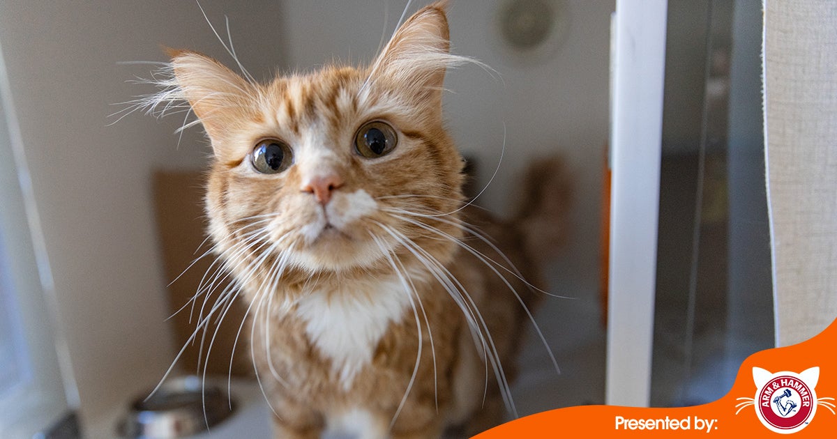 ASPCA Adopt a Shelter Cat Month | ASPCA
