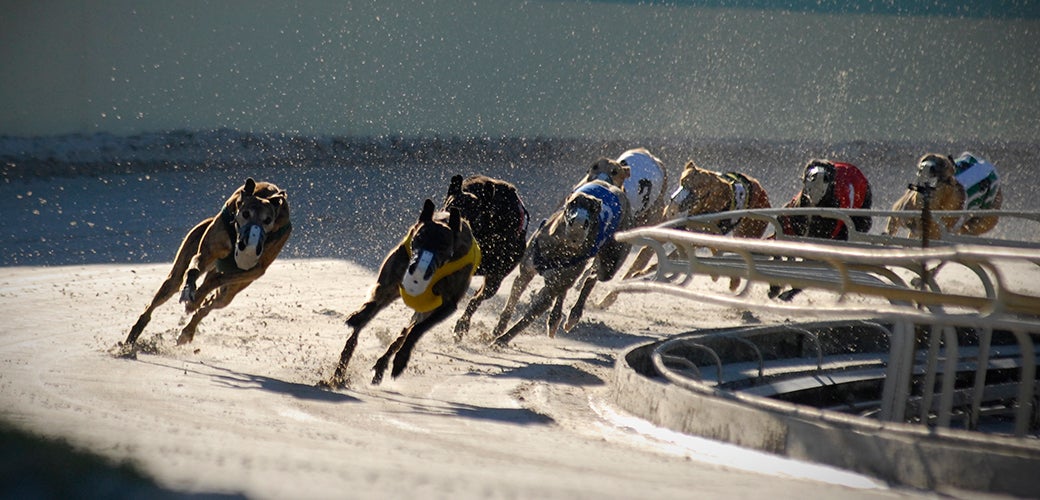 ASPCA & GREY2K USA Release National Report on Greyhound Racing | ASPCA