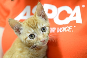Get Involved | ASPCA