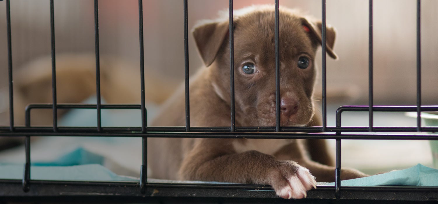 Desktop Billboard Image: