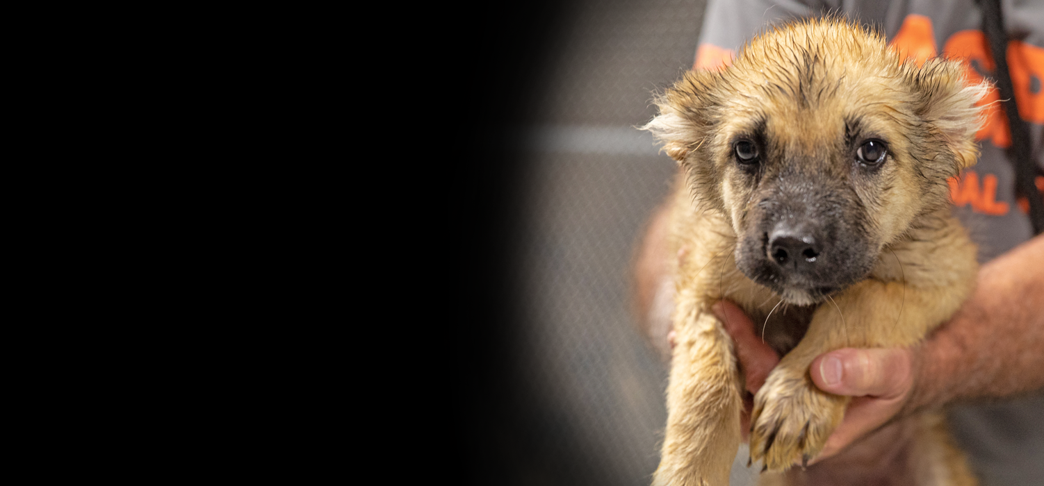 Desktop Billboard Image: