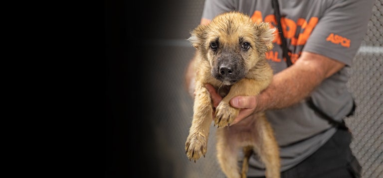 Mobile Billboard Image: