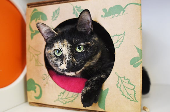 bippity-a21802849_2015-08-06_0002.jpg | ASPCA