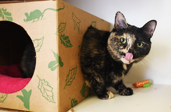 bippity-a21802849_2015-08-06_0012.jpg | ASPCA