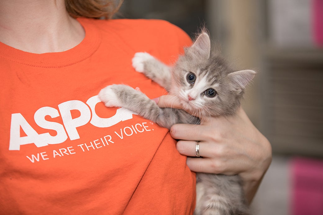 Come Meet Your New Fluffy Family Member at the ASPCA Adoption Center ...
