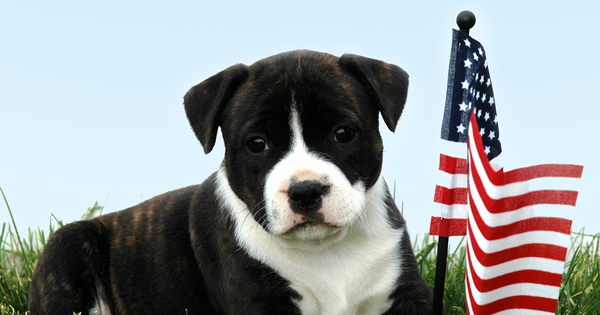 The Congressional Animal Protection Caucus: Speaking Up for Animals on ...