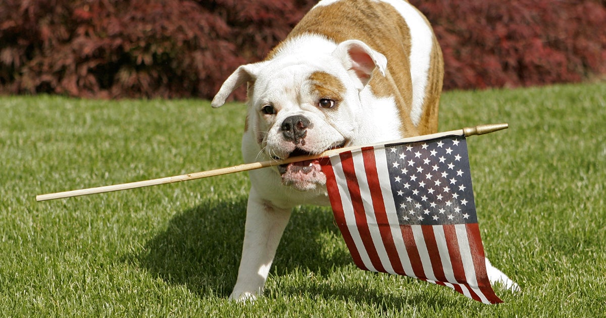 On National Animal Advocacy Day, Recommit to Being Their Voice | ASPCA