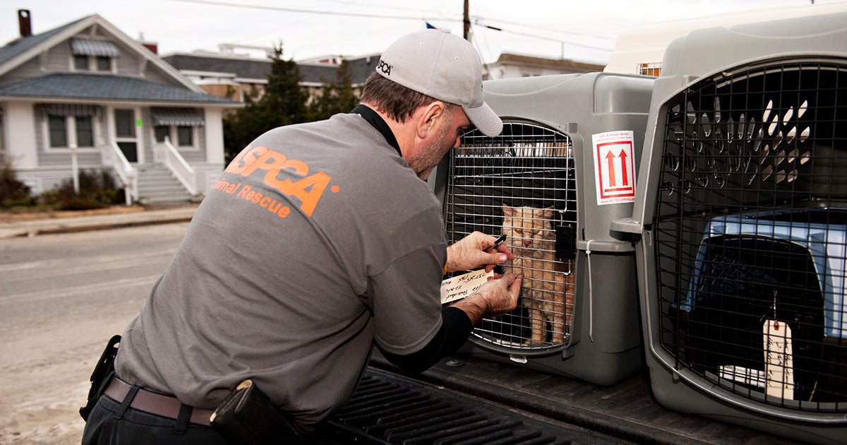 Support Federal Legislation to Protect Animals in Disasters | ASPCA