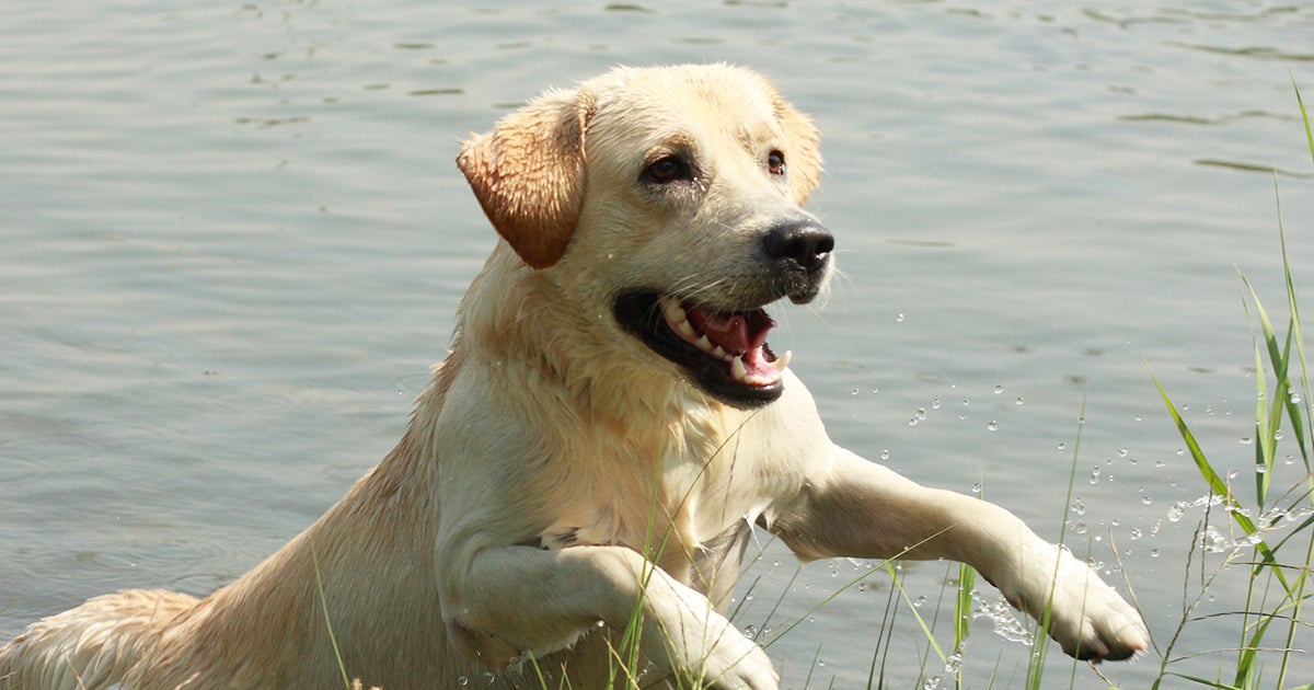 Animal Poison Control Alert: The Dangers of Blue-Green Algae | ASPCA