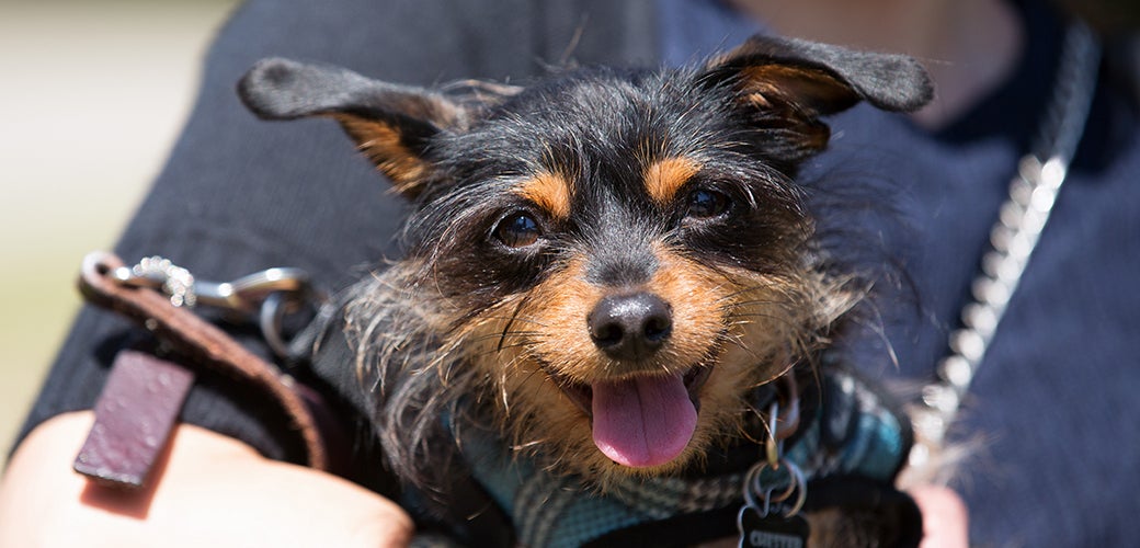 The ASPCA Brings Adoptable Pets Directly to the California Legislature ...