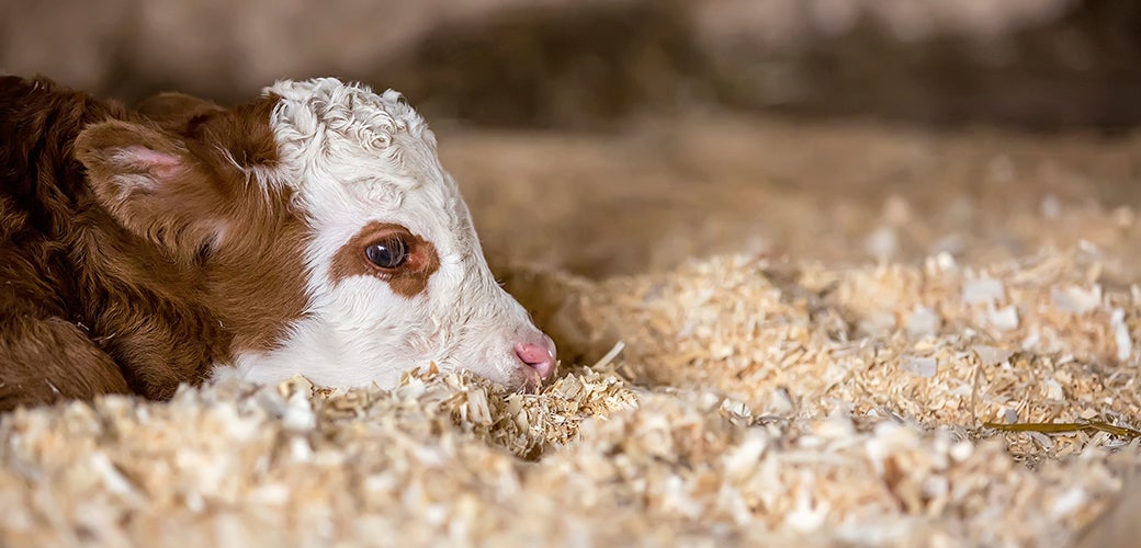 The ASPCA Calls on Government to Protect Downer Calves | ASPCA
