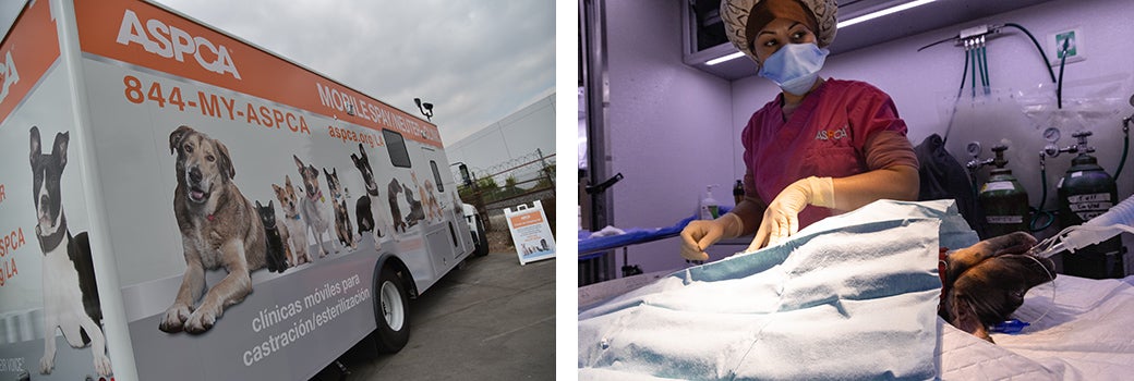 Championing Spay/Neuter Helped Define ASPCA in the 20th Century and ...