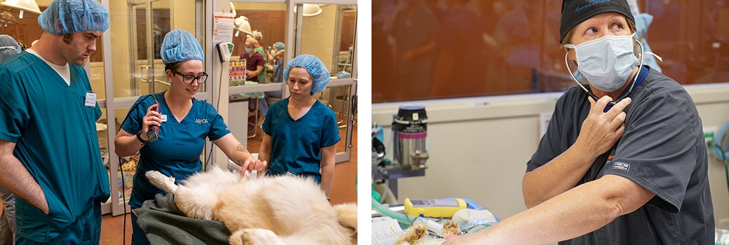 Championing Spay/Neuter Helped Define ASPCA in the 20th Century and ...