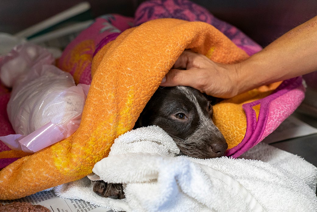 Championing Spay/Neuter Helped Define ASPCA in the 20th Century and ...