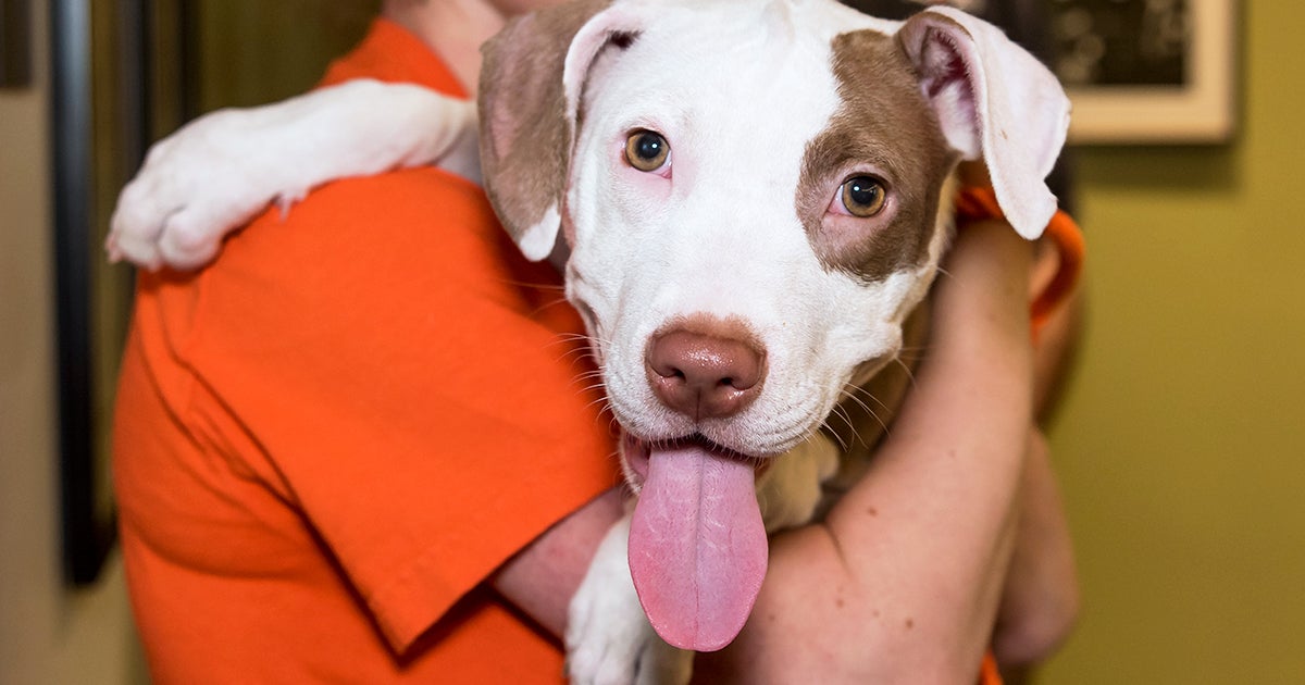 ASPCA and the New York City Police Foundation Join Forces to Fight ...