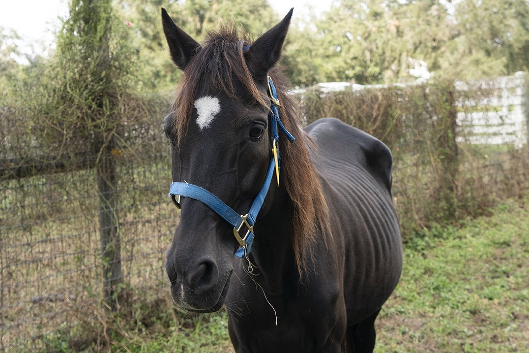 Breaking: ASPCA Assists in Rescuing 51 Horses in Equine Cruelty Case | ASPCA