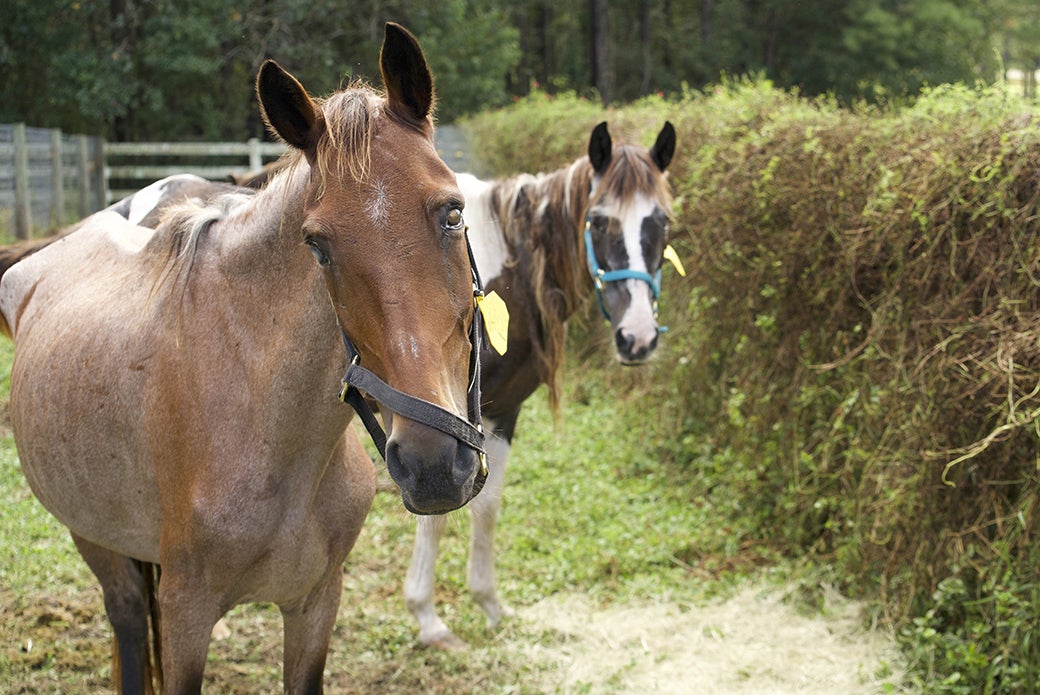 Breaking: ASPCA Assists in Rescuing 51 Horses in Equine Cruelty Case ...