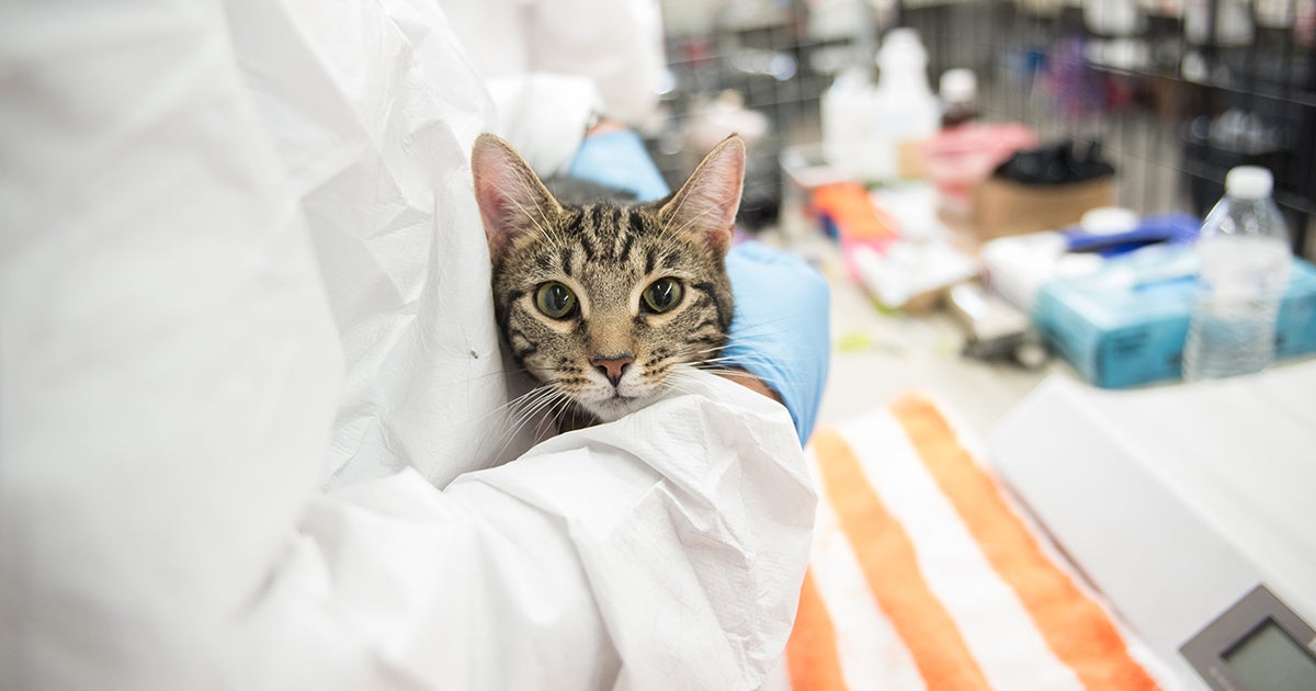 BREAKING: ASPCA Assists with Removal of 26 Cats in Ohio Hoarding Case ...