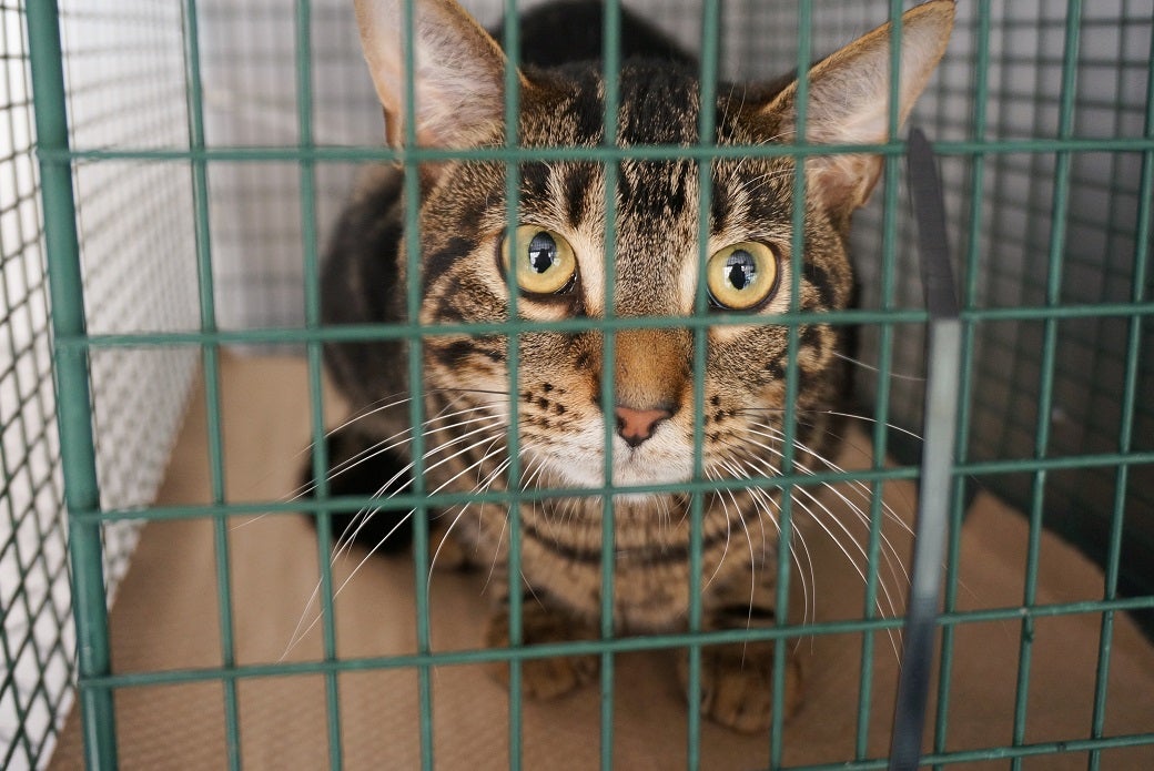 ASPCA Removes 44 Cats from Hoarding Situation | ASPCA