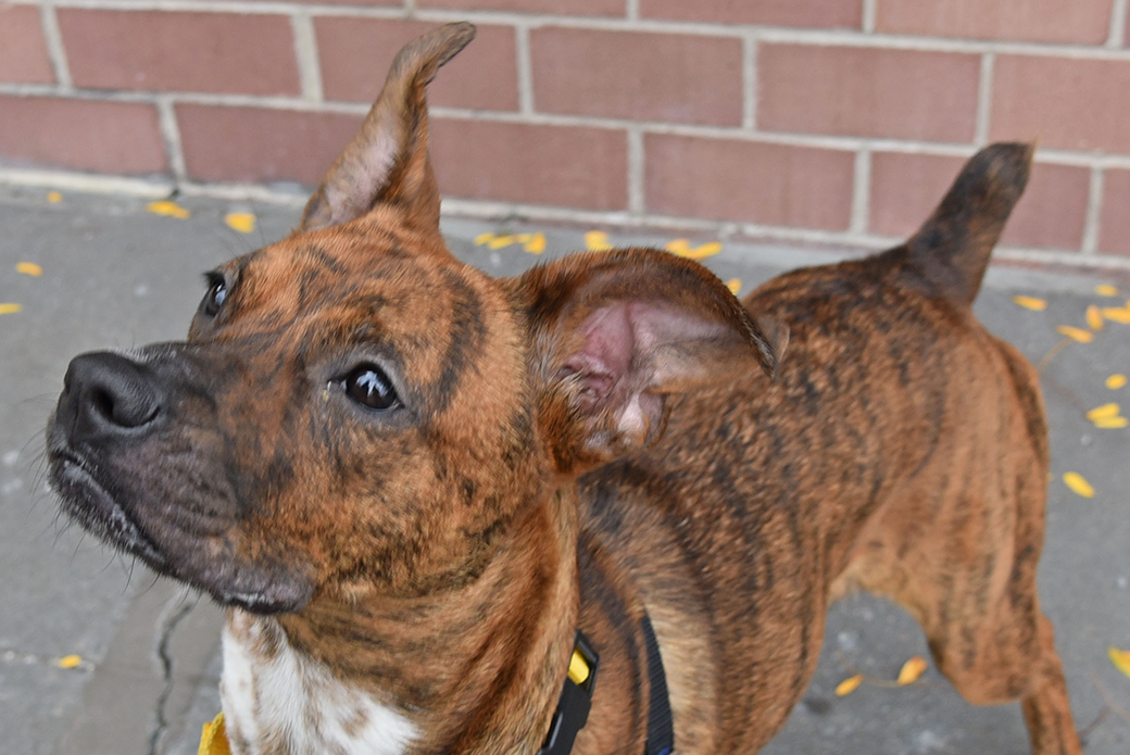 How to Spot the Clues of Cruelty | ASPCA