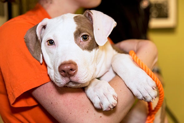 NYC’s New Crime-Stopping Approach to Animal Cruelty | ASPCA