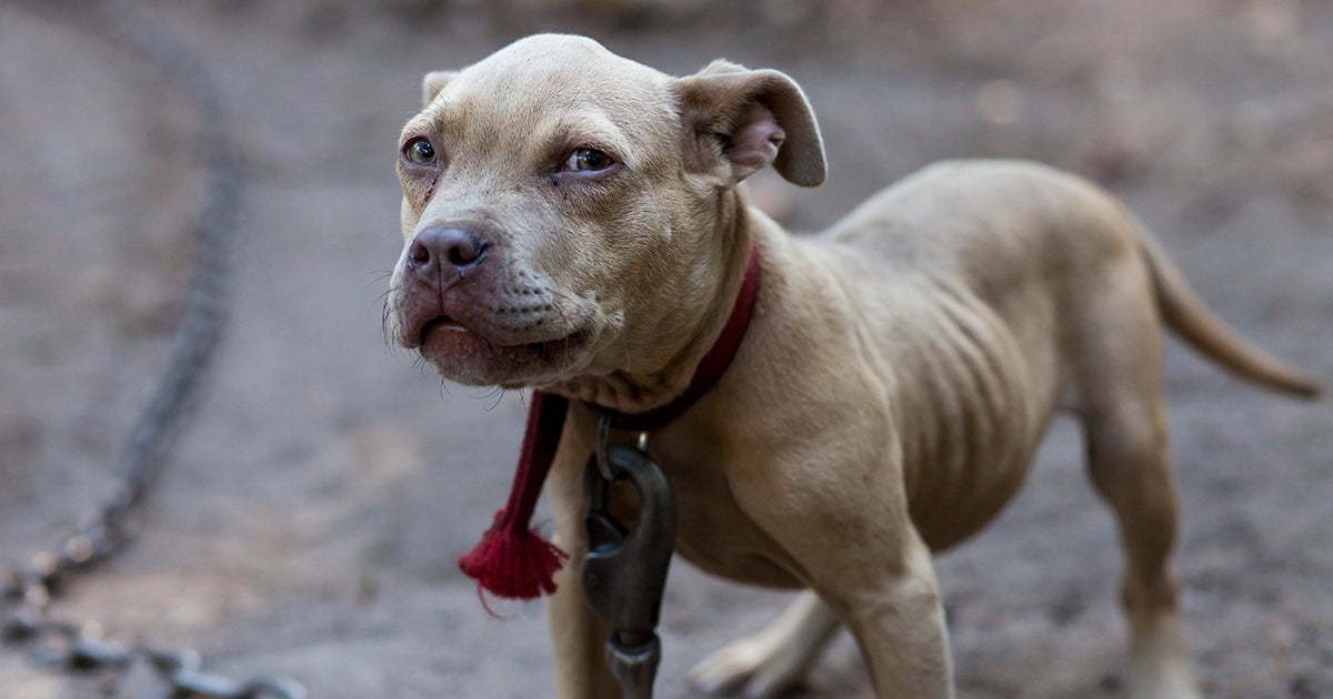Federal Agency Prioritizes Tougher Sentences for Animal Fighters | ASPCA