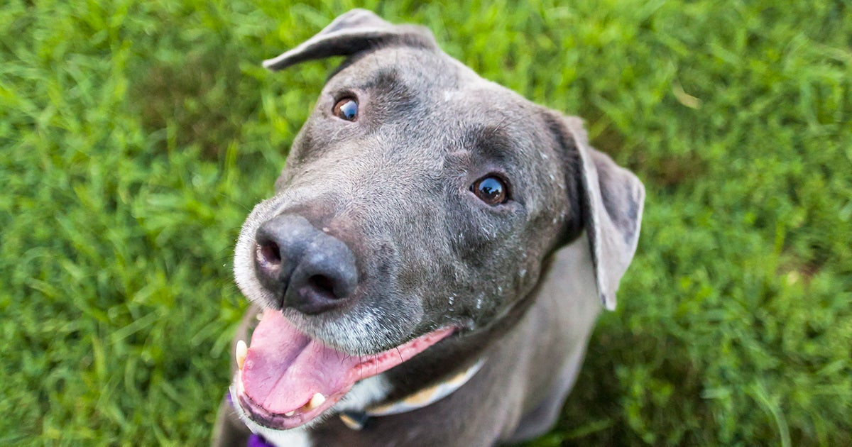 It's Earth Day! Go Green with Your Pet | ASPCA