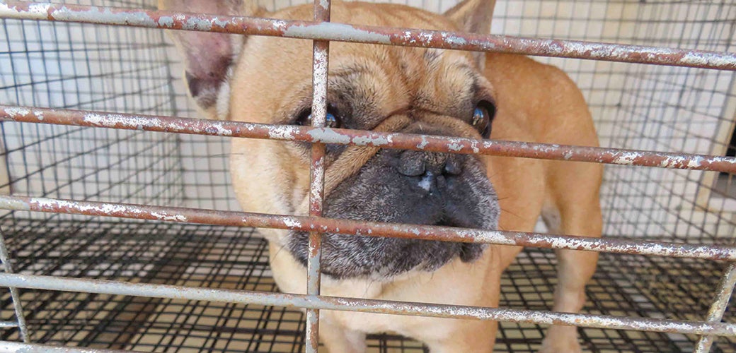 The French Bulldog’s Popularity Comes at a Price | ASPCA