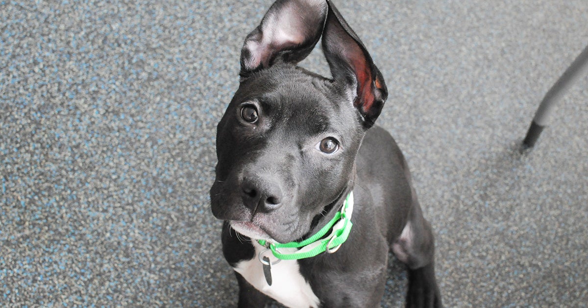 We're Celebrating National Dog Fighting Awareness Day—and You Can, Too ...