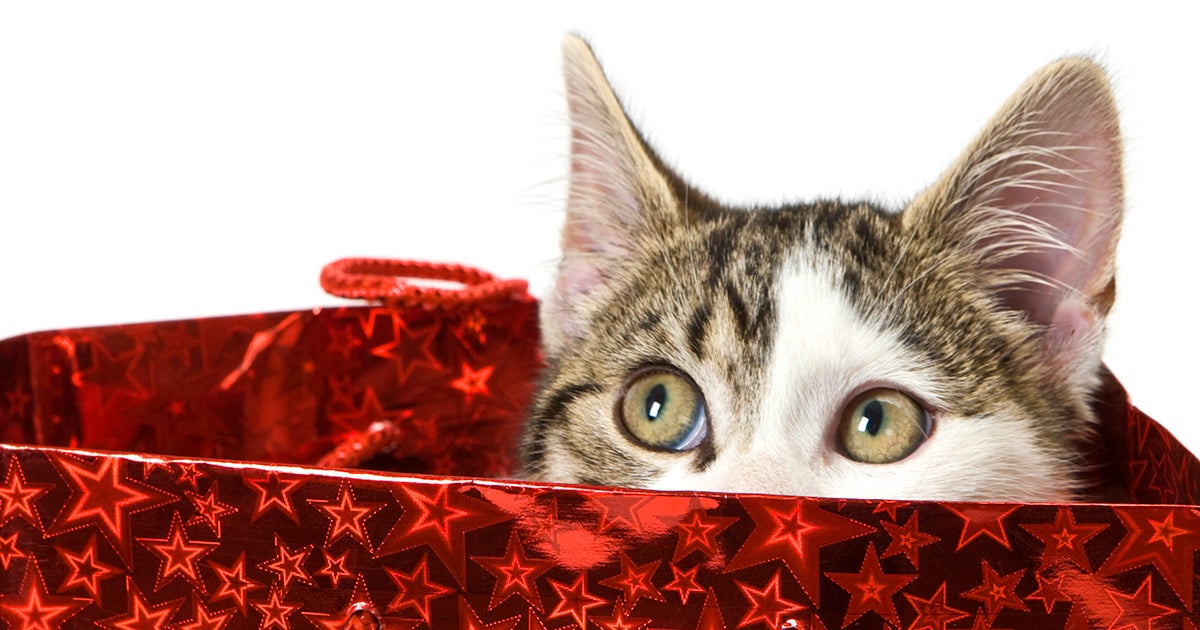 Join Our Animal Poison Control Twitter Chat to Find Out How to Protect ...