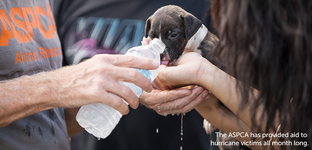 The ASPCA’s Response to Hurricane Maria | ASPCA