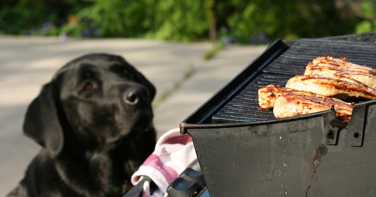 Tips for Keeping Your Pets Safe, Happy and Healthy This Labor Day | ASPCA