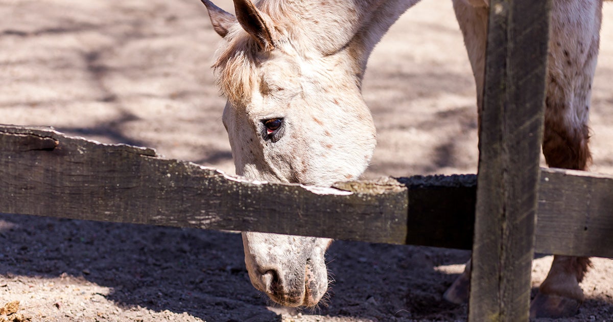 Keep Working to End Horse Slaughter | ASPCA