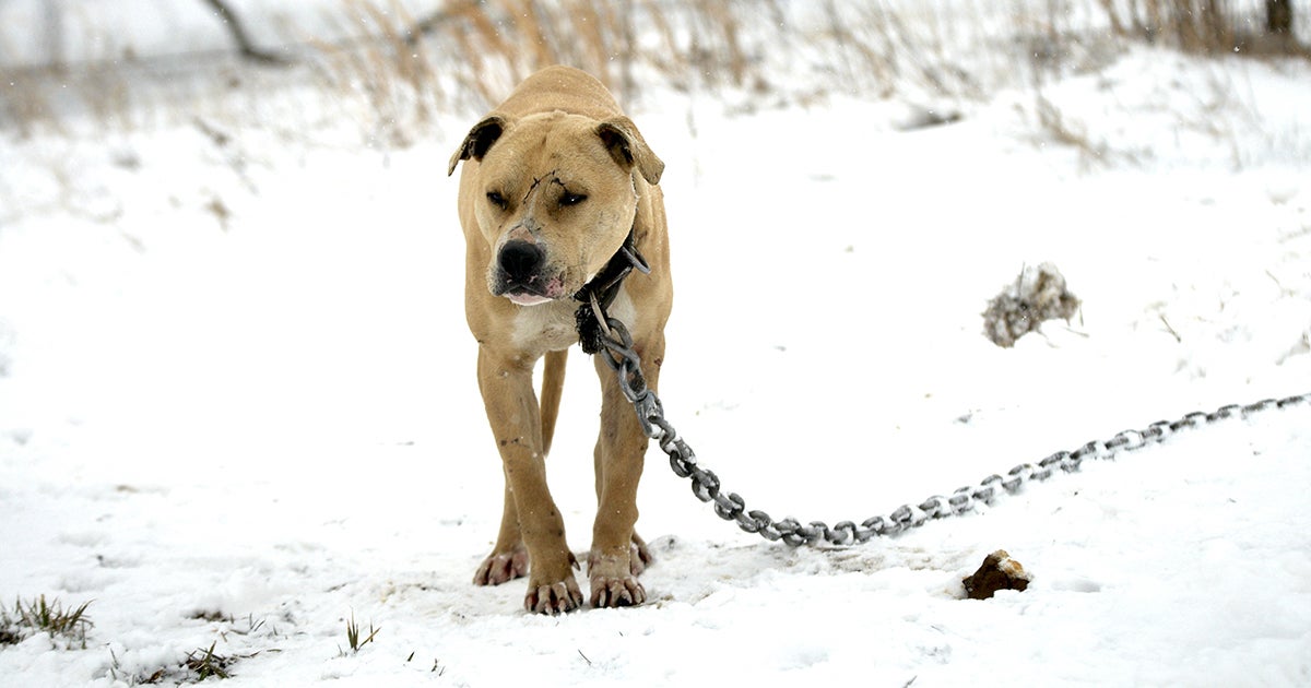 Cruelty Shouldn’t Be Celebrated: Help Remember Michael Vick’s Victims ...