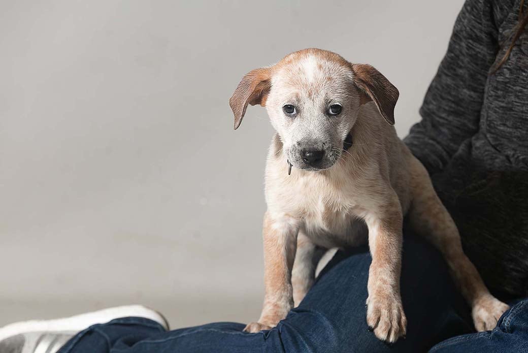 ASPCA Relocation Team Transports 30,000 Animals to Brighter Futures | ASPCA