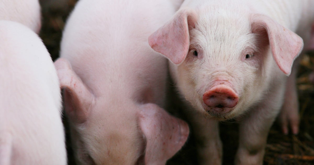 U.S. House Takes Step to Protect Animals at USMARC | ASPCA