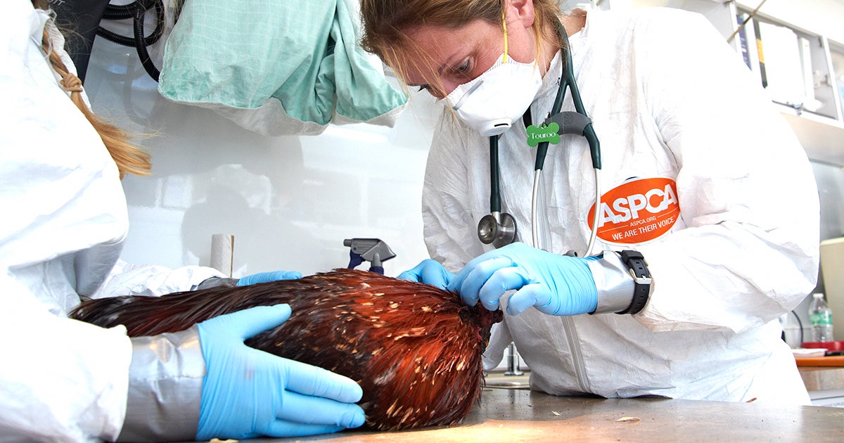 ASPCA Assists Authorities in Wisconsin Cockfighting Bust, 1,200 Birds ...