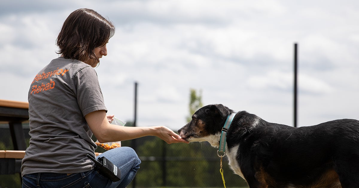 Volunteer at the ASPCA Behavioral Rehabilitation Center | ASPCA