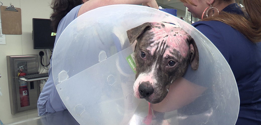 Burned but Not Broken: You Can Give Animals like Smitty a Second Chance ...