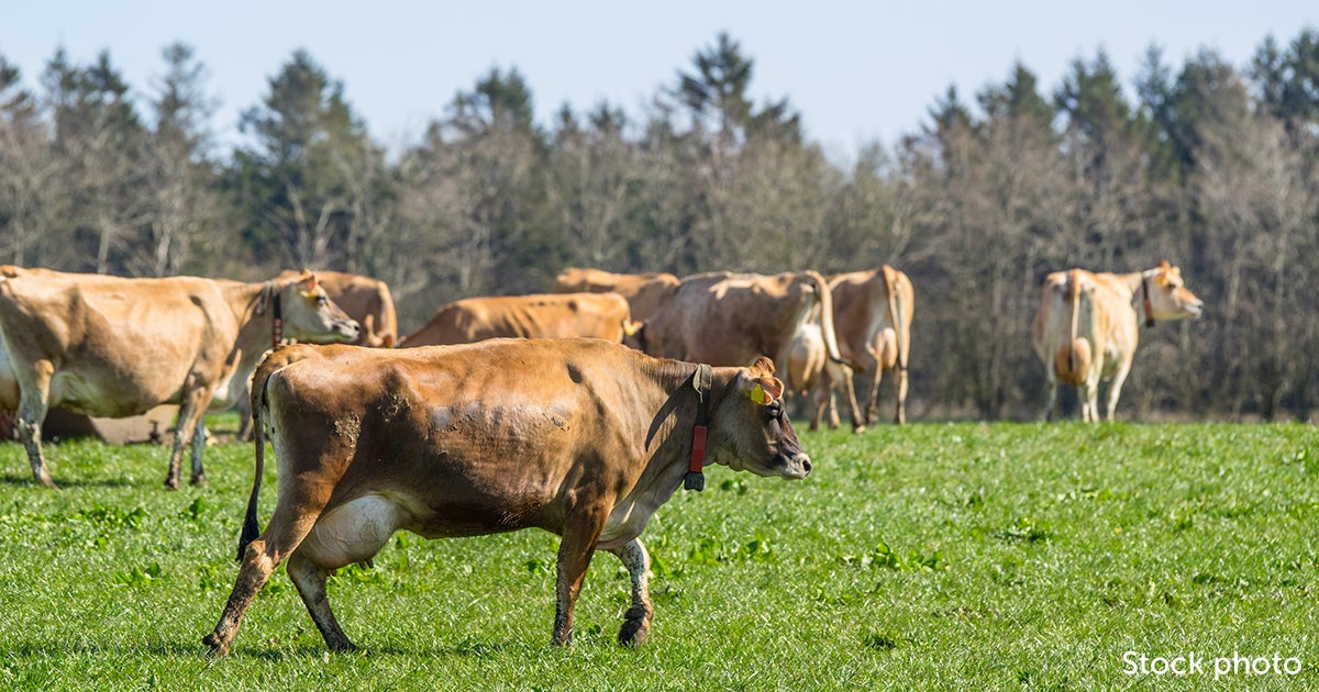 Echo Farm Puddings l Certified Humane Farm l ASPCA