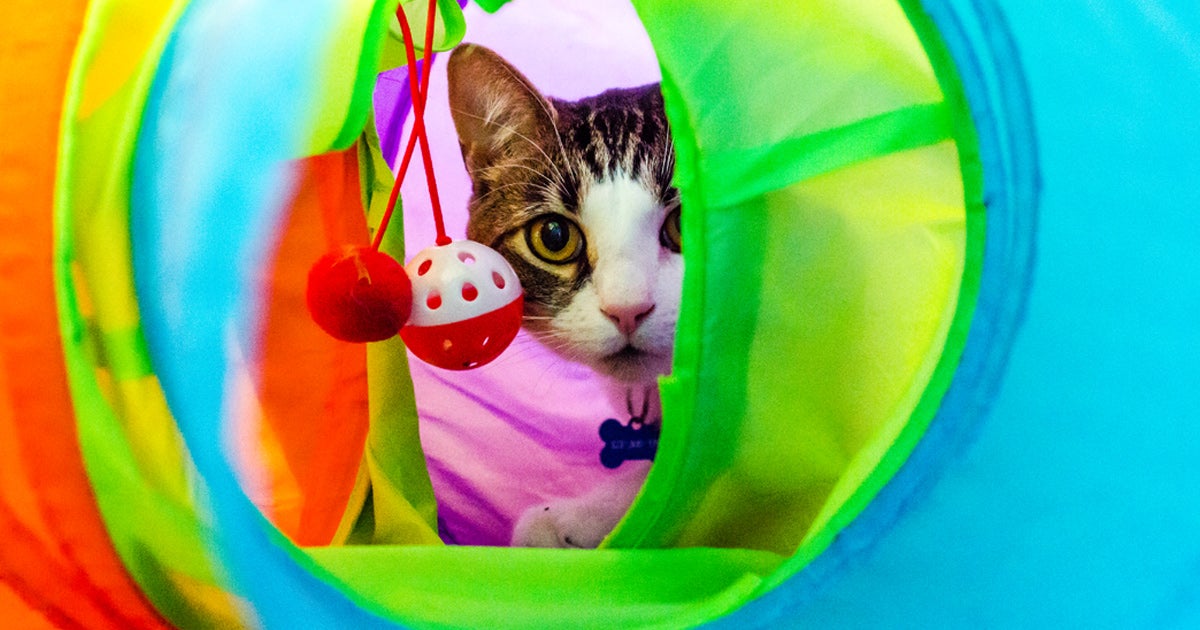 Activities For Indoor Cats Activities For Indoor Cats