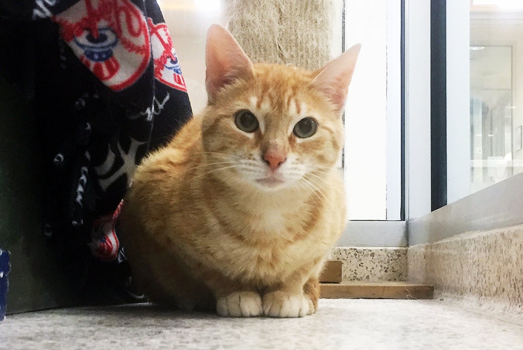 Columbia | ASPCA