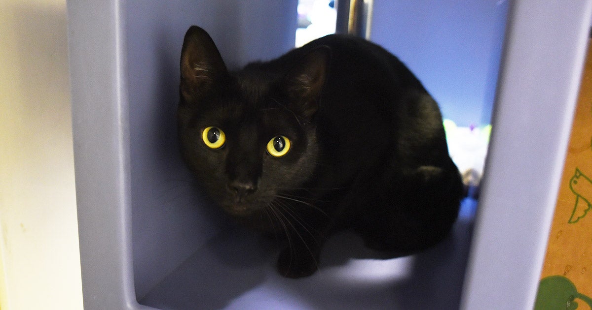 Countess Chocula | ASPCA