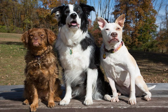 cover_toefoo_wink_juno_kristen_0006.jpg | ASPCA