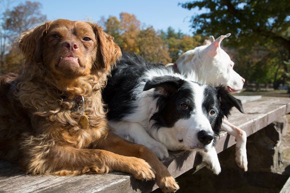 cover_toefoo_wink_juno_kristen_0013.jpg | ASPCA