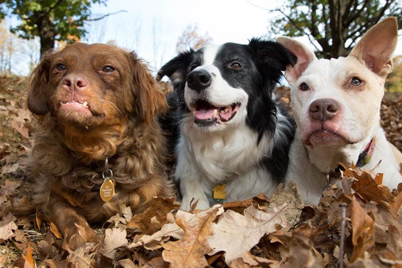 cover_toefoo_wink_juno_kristen_0134.jpg | ASPCA