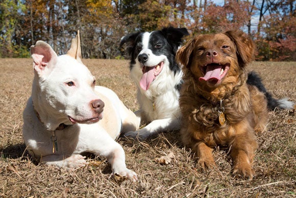 cover_toefoo_wink_juno_kristen_0286_main.jpg | ASPCA