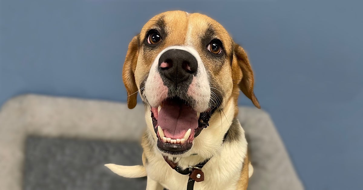 Ohio Adoptable Dogs and Cats | ASPCA