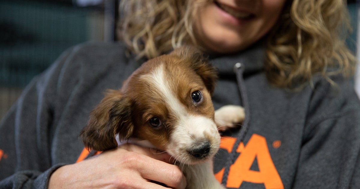 Fosters Needed for the ASPCA Cruelty Recovery Center in Columbus, OH ...